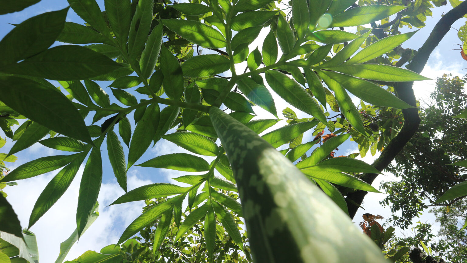 Getting To Know Konjac – Rezka Nayatama